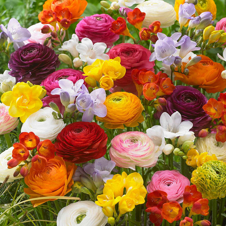 🌸Multicolor Ranunculus Asiaticus Bulbs – buckmen.com