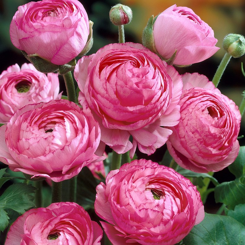 🌸Multicolor Ranunculus Asiaticus Bulbs – buckmen.com