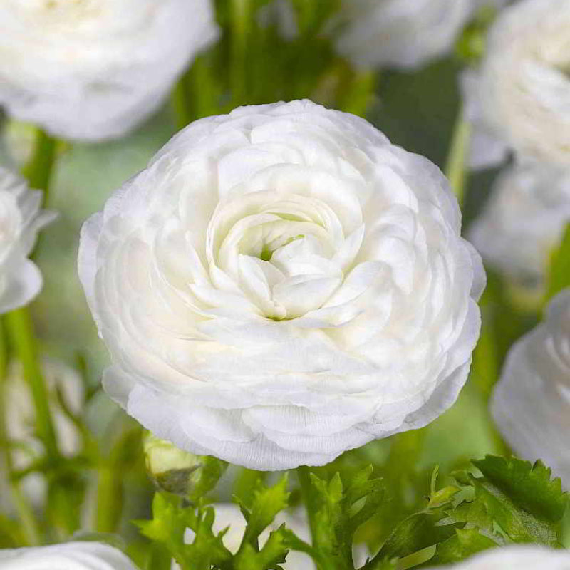 🌸Multicolor Ranunculus Asiaticus Bulbs – buckmen.com